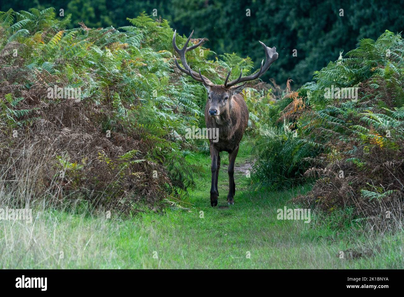 red deer in parkland Stock Photo - Alamy