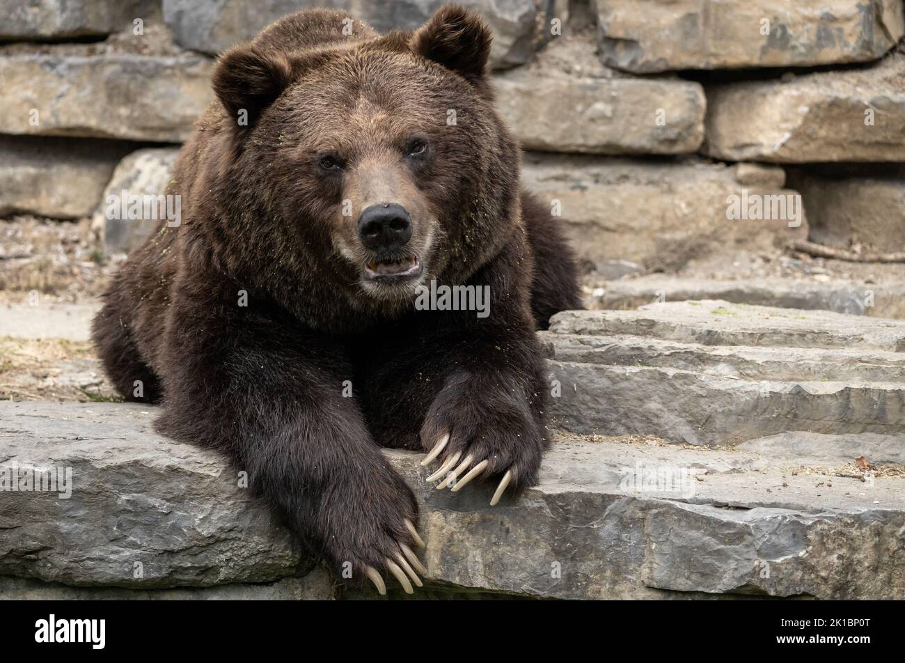 Brown bear sitting on rock hi-res stock photography and images - Alamy
