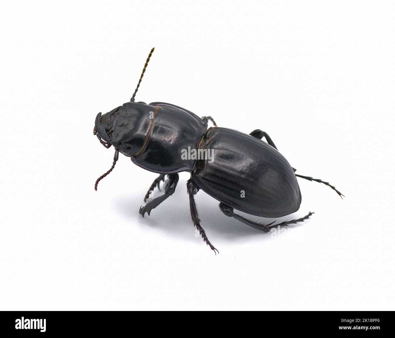 Tiger beetles Cut Out Stock Images & Pictures - Alamy