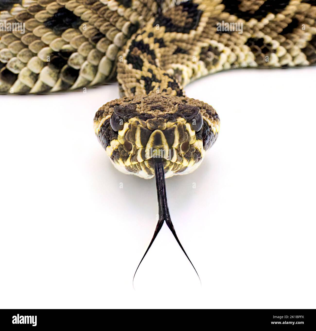 Eastern diamondback rattlesnake young hi-res stock photography and ...
