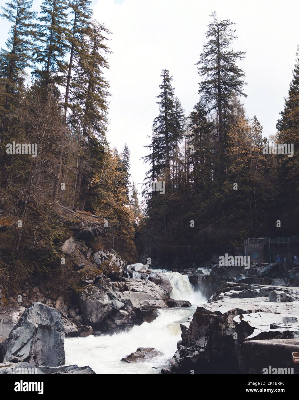 A vertical shot of a stream against the evergreen forest background ...