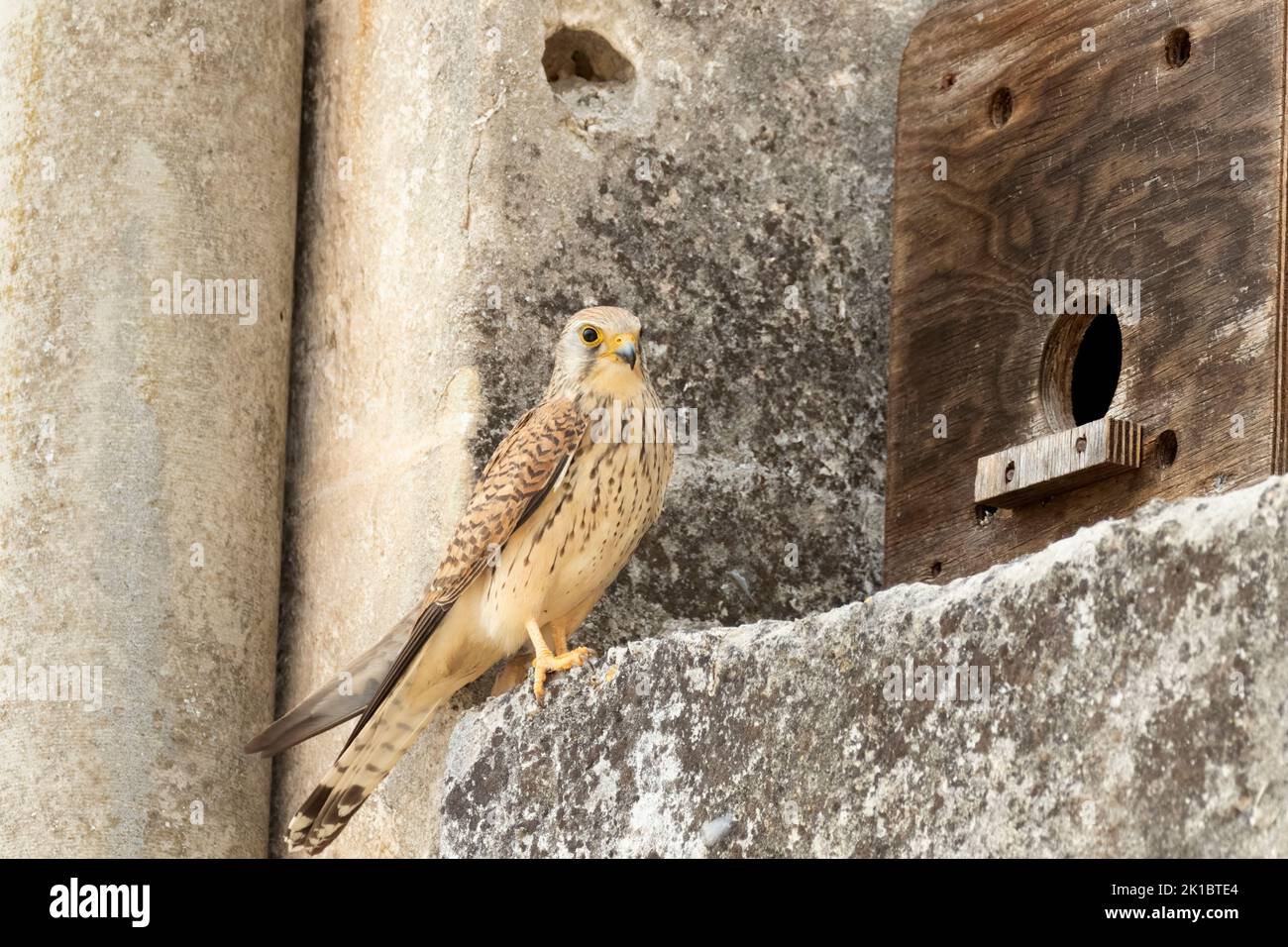 Lesser Kestrel (Falco naumanni), Matera, Basilicata, Italy Stock Photo ...