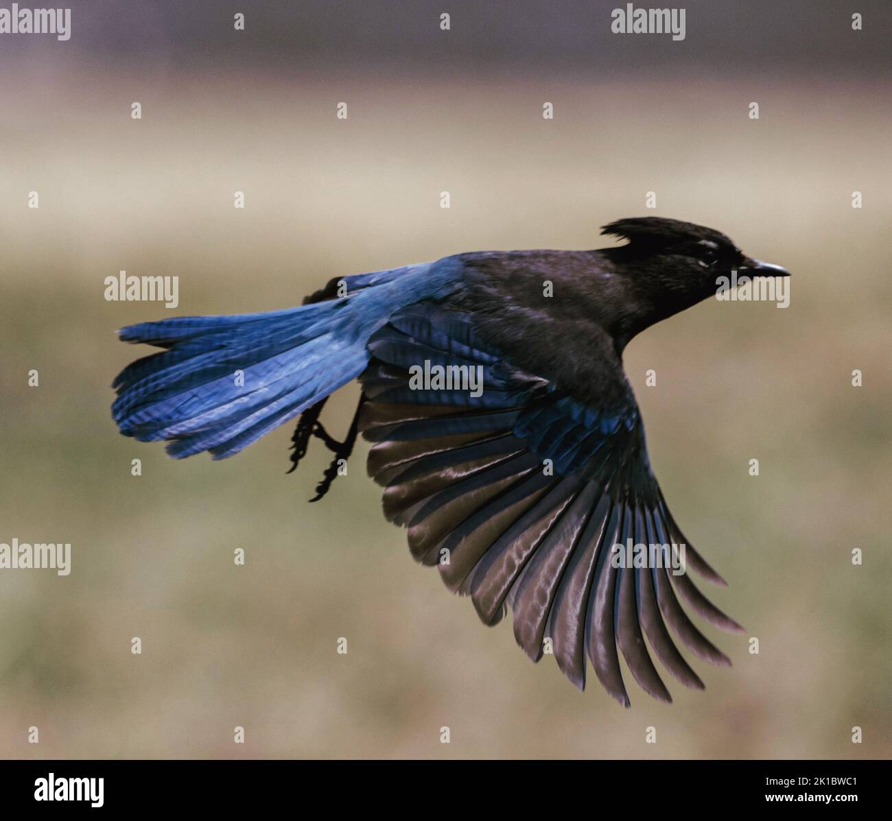 Steller’s jay flying hi-res stock photography and images - Alamy