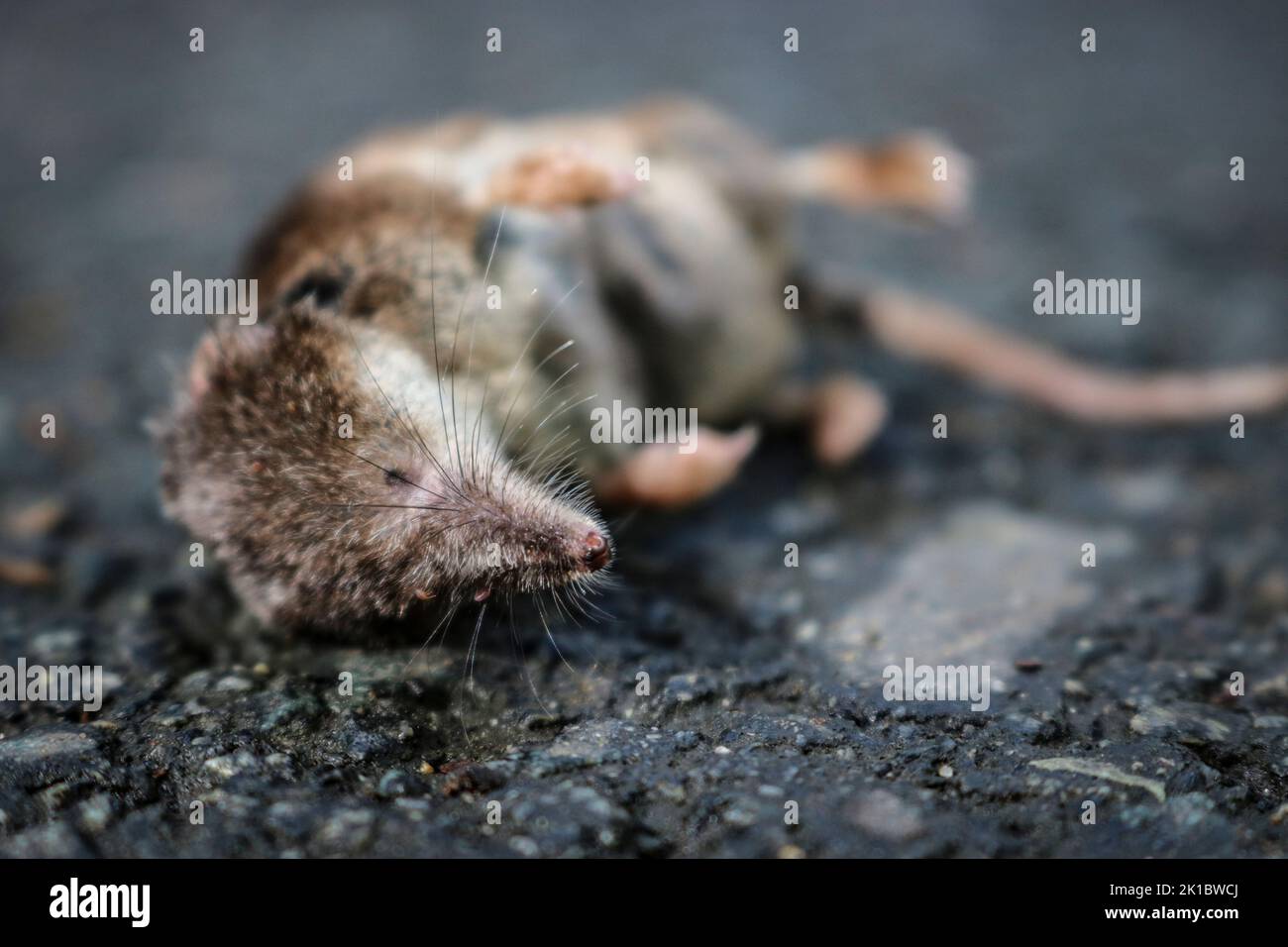 Dead shrewmouse on the pavement. Dangerous diseases of rodents, a ...