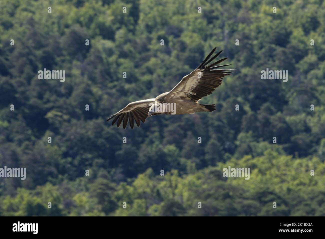 Griffon Vulture in the Gorge of Verdon, France Stock Photo - Alamy