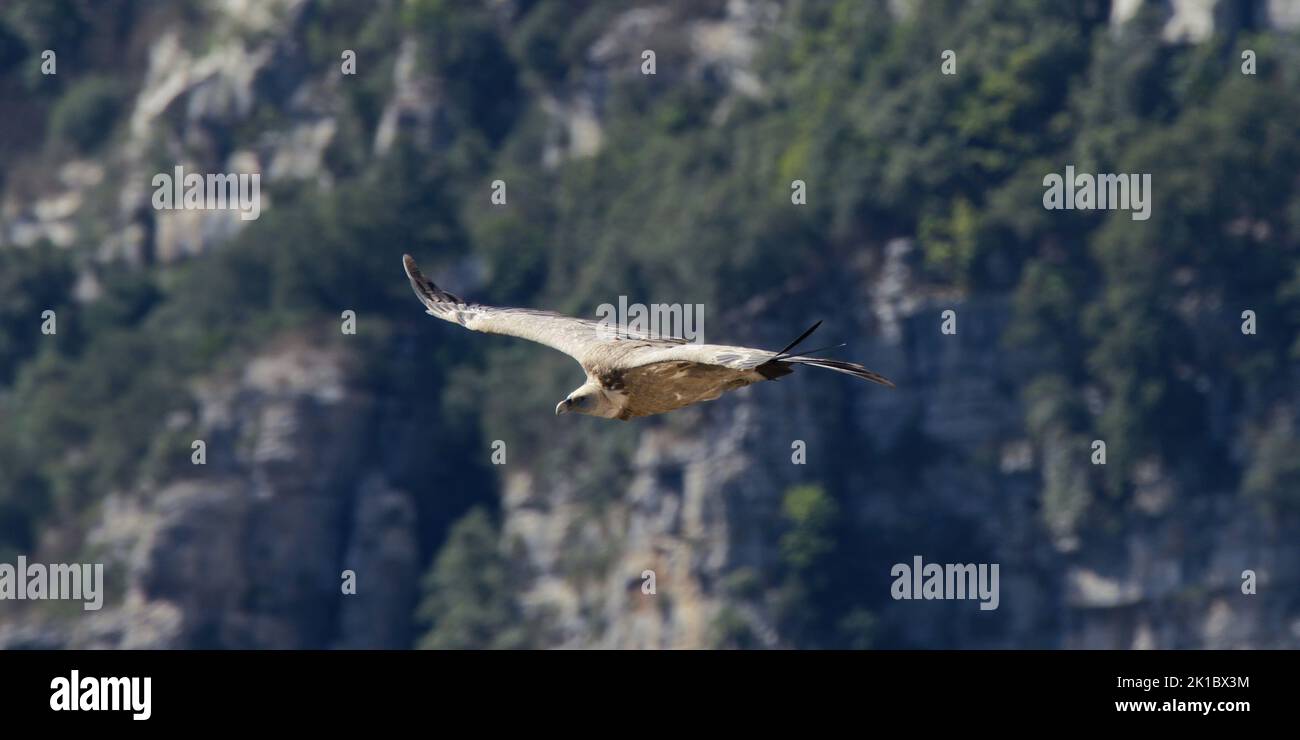 Griffon Vulture in the Gorge of Verdon, France Stock Photo - Alamy