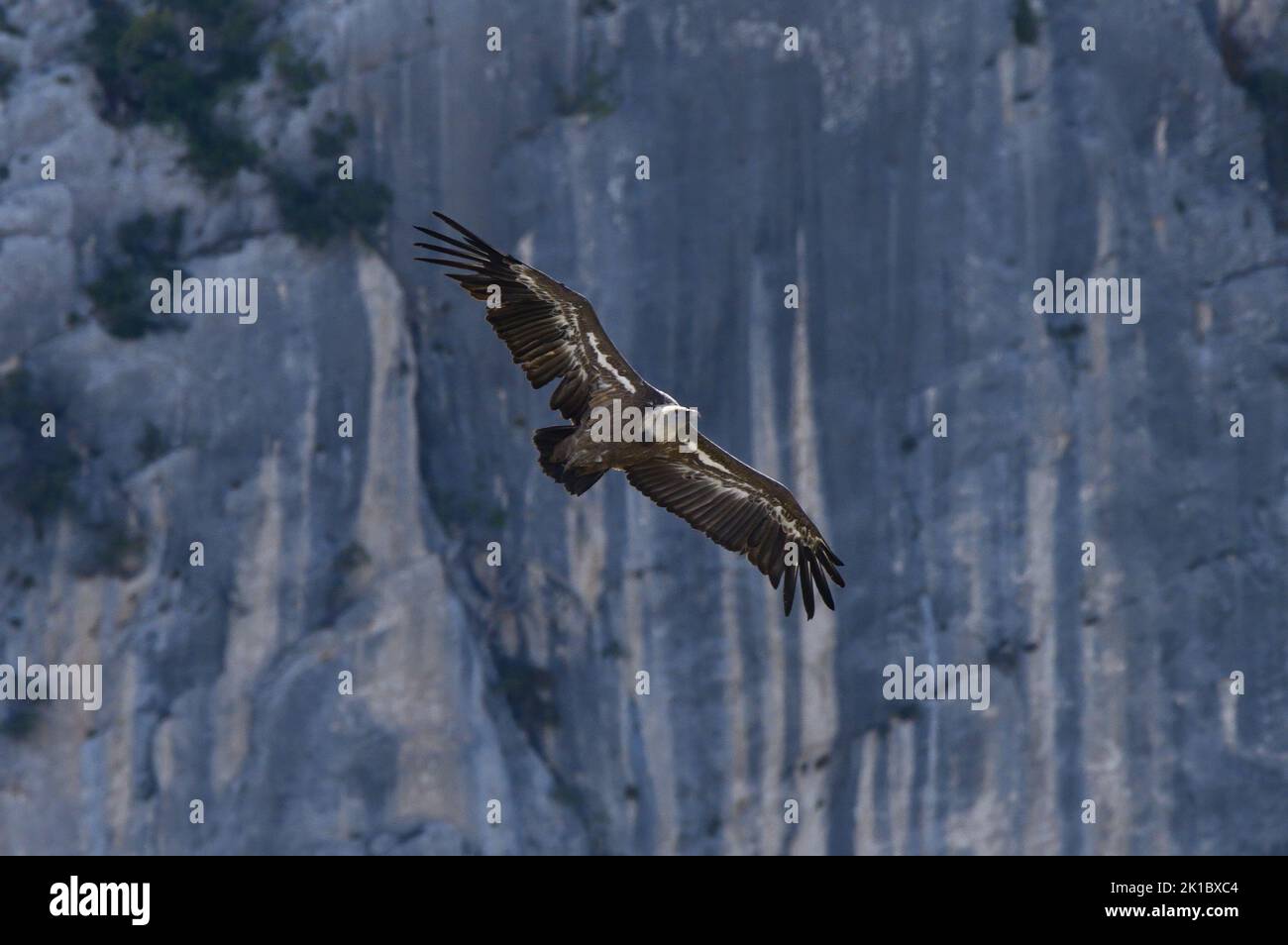 Griffon Vulture in the Gorge of Verdon, France Stock Photo - Alamy