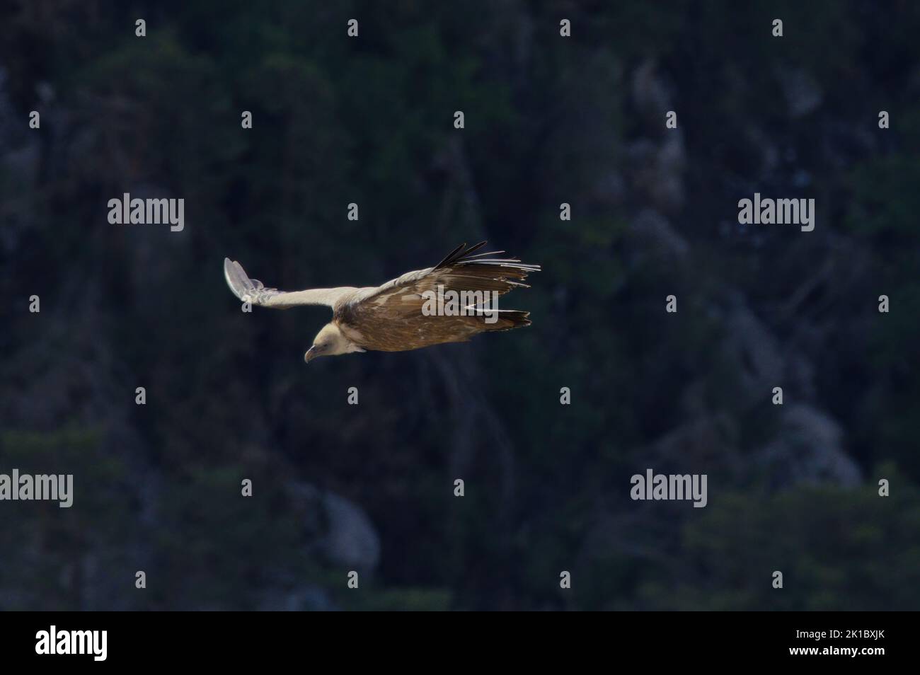 Griffon Vulture in the Gorge of Verdon, France Stock Photo - Alamy