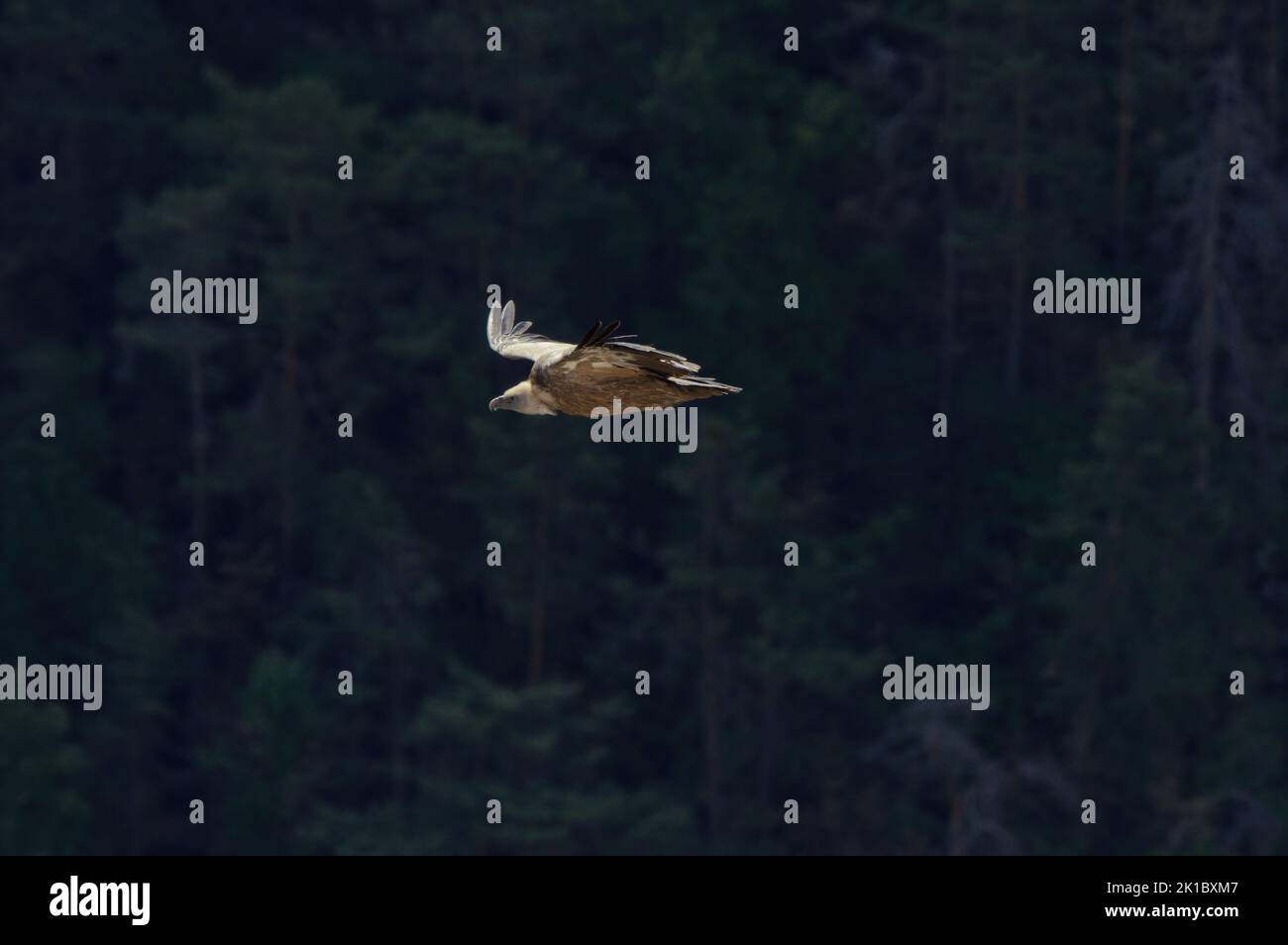 Griffon Vulture in the Gorge of Verdon, France Stock Photo - Alamy