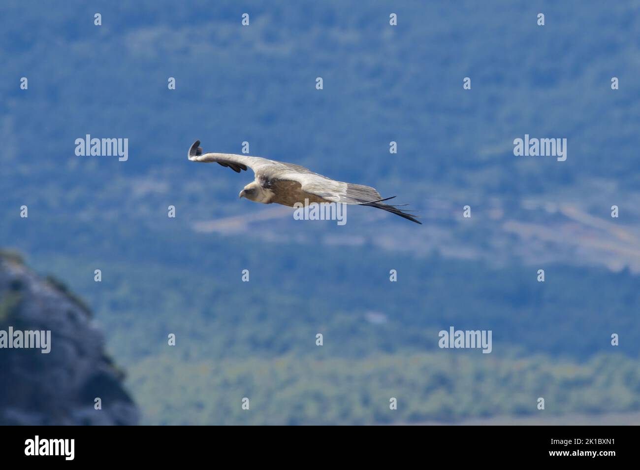 Griffon Vulture in the Gorge of Verdon, France Stock Photo - Alamy