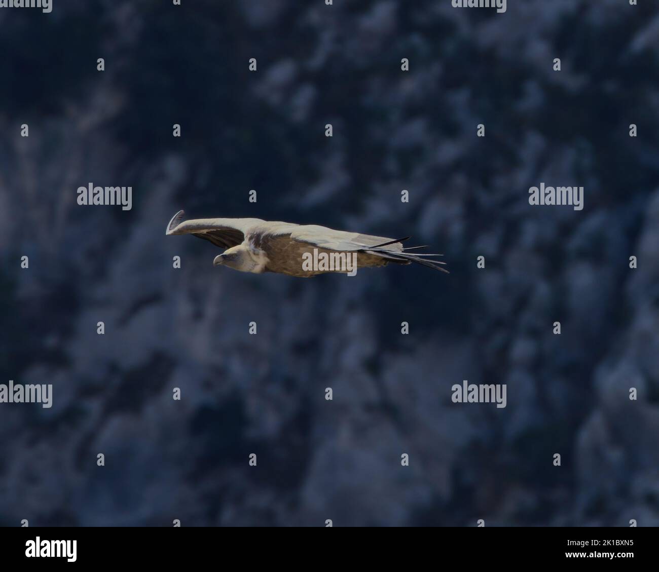 Griffon Vulture in the Gorge of Verdon, France Stock Photo - Alamy