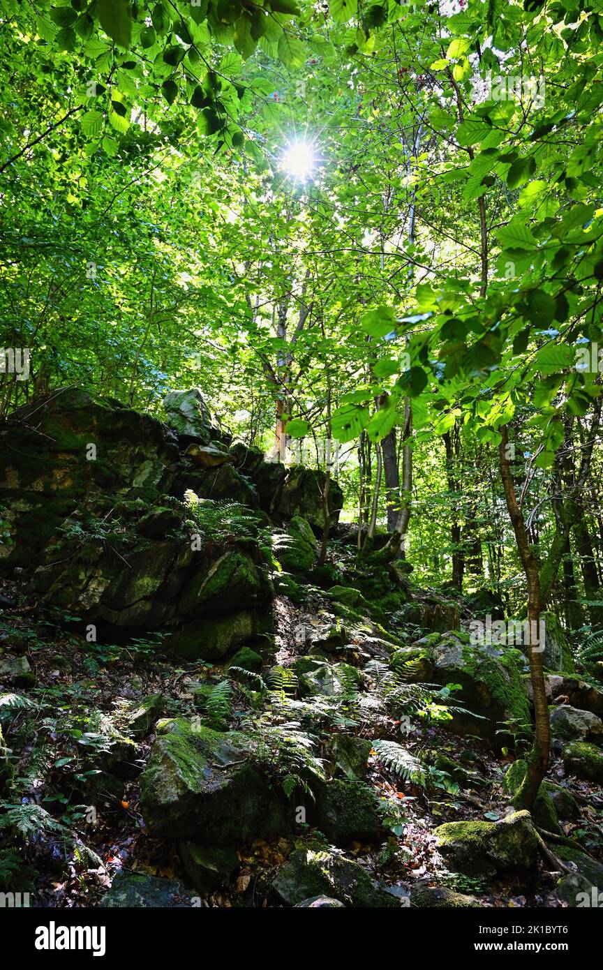 Beautiful nature with forest and sun. Green background - concept for ...