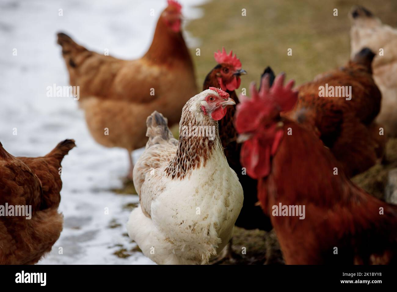 Chicken farm. Rural chicken farm stable with lots of chickens walking ...