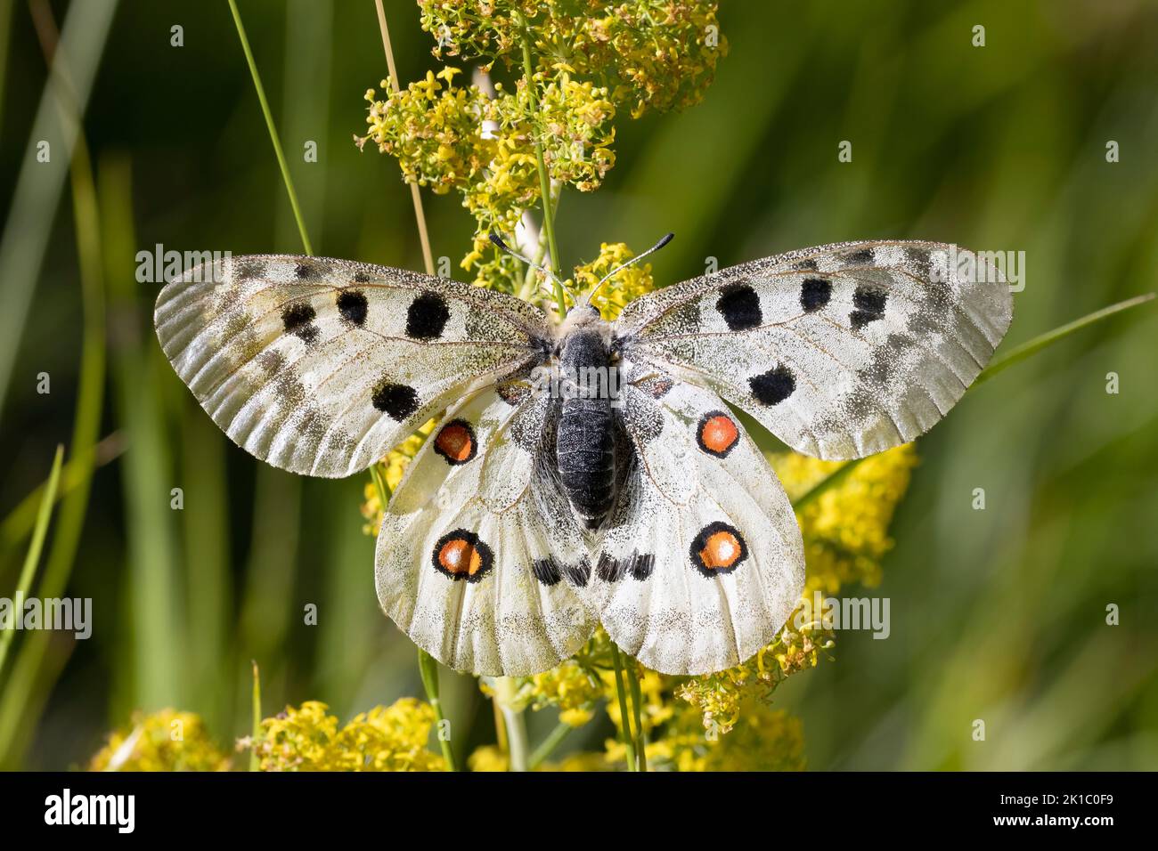 Gran grass hi-res stock photography and images - Alamy