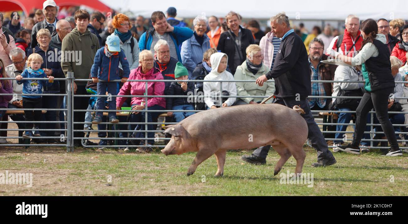 Magdeburg, Germany. 17th Sep, 2022. A pig is presented at an animal ...
