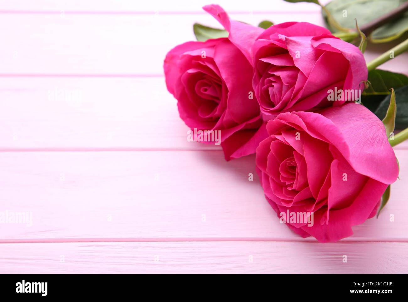 Three beautiful pink roses on pink background Stock Photo - Alamy