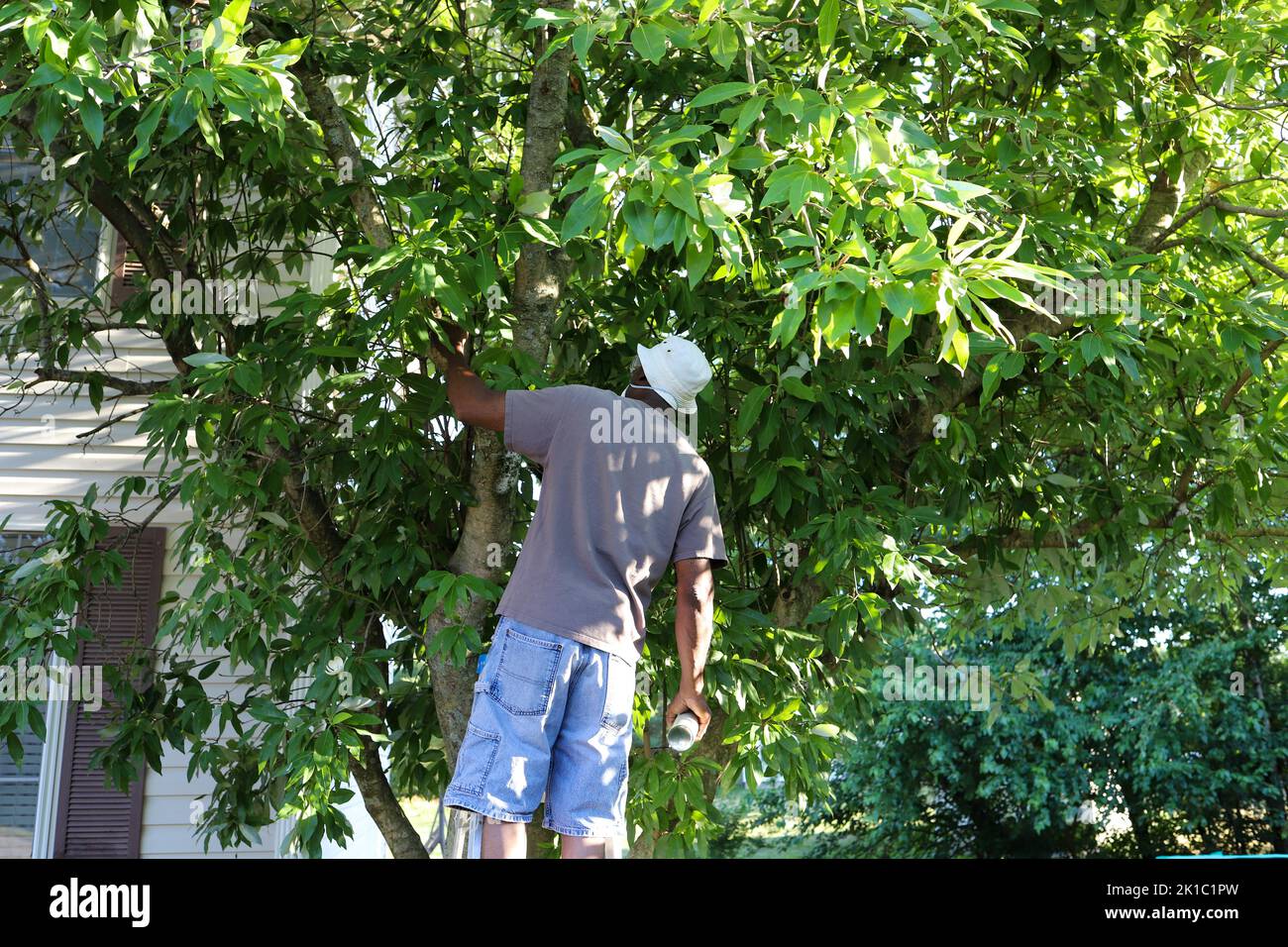 Man spray insect hi-res stock photography and images - Alamy