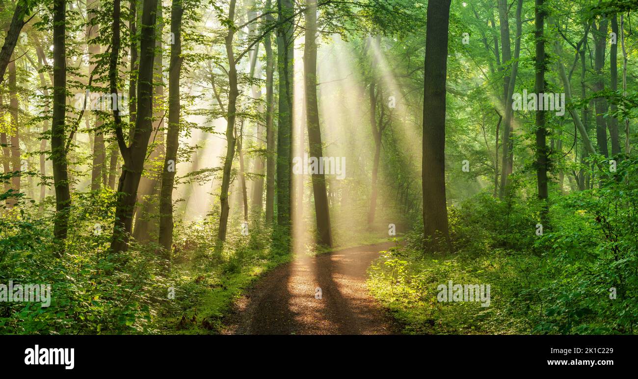 Hiking trail through light-flooded natural deciduous forest with fog in ...