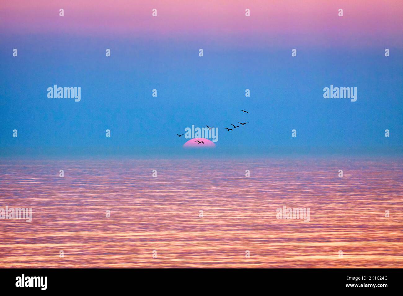 Flock of birds flying in front of setting sun, pink sunset at the sea ...