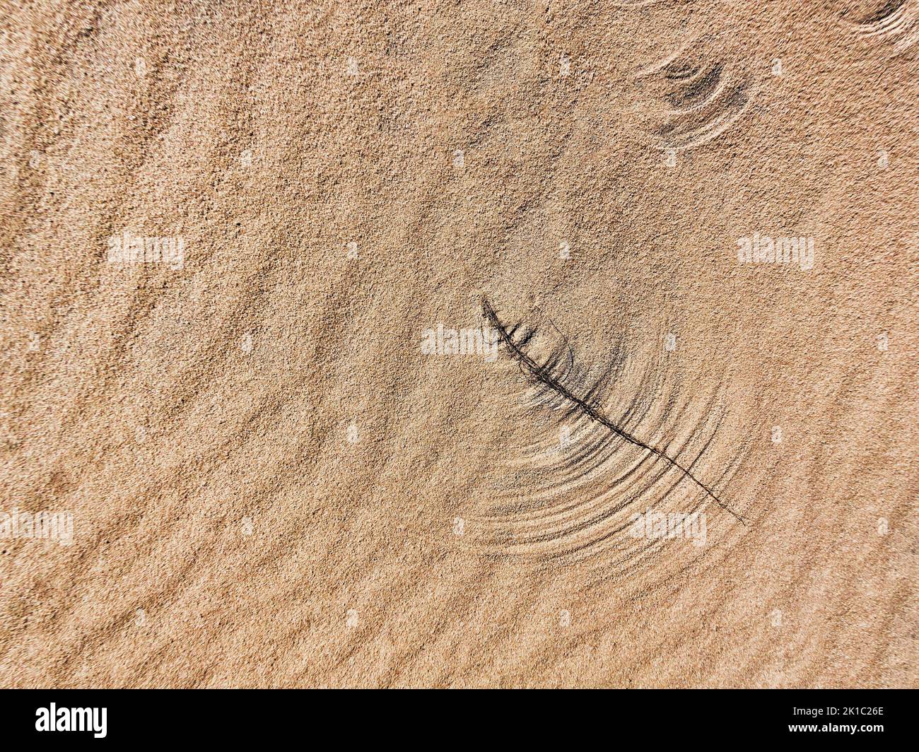 Dried grasses in the wind, leaving circular traces, forming quarter ...