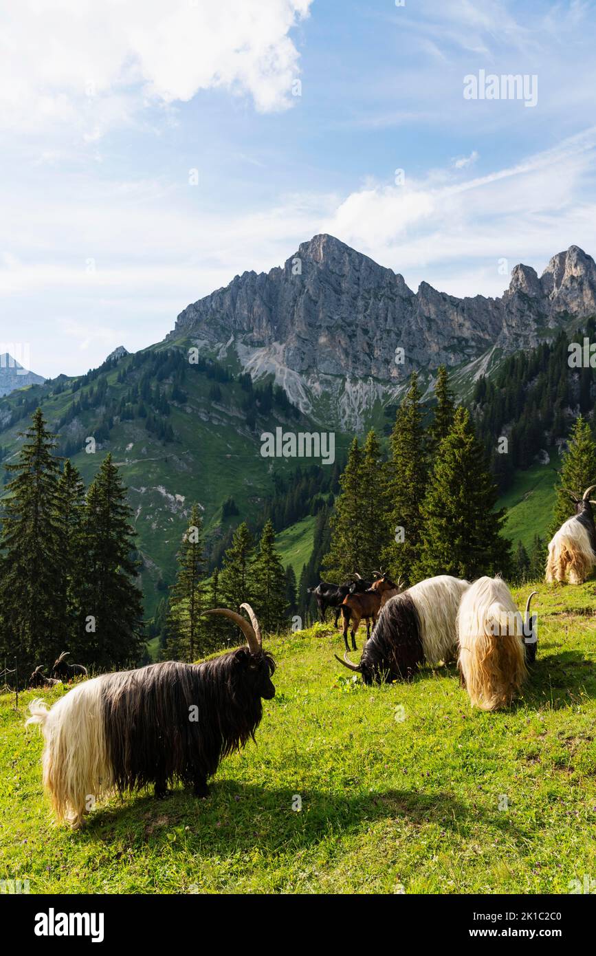 Walliser black-necked goats, Tannheimer Tal, Austria Stock Photo - Alamy