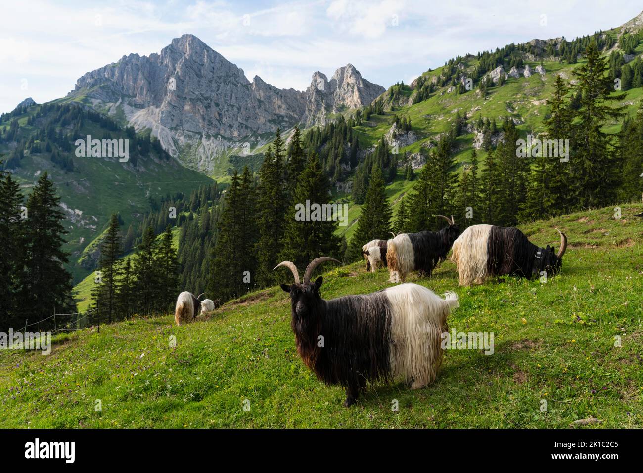 Walliser black-necked goats, Tannheimer Tal, Austria Stock Photo - Alamy
