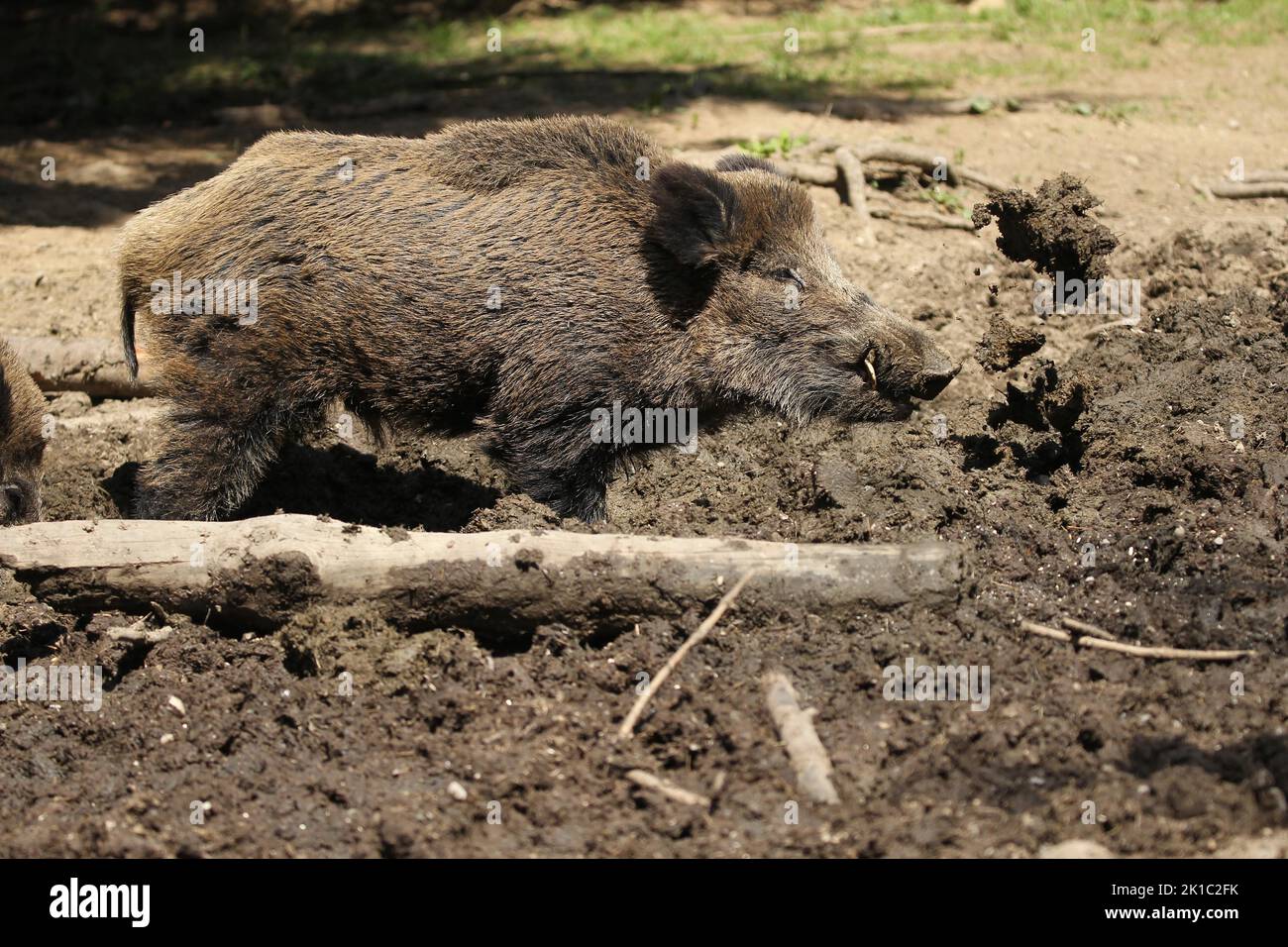 Wild boar (Sus scrofa) Boar throwing dirt from the wallow, Allgaeu ...