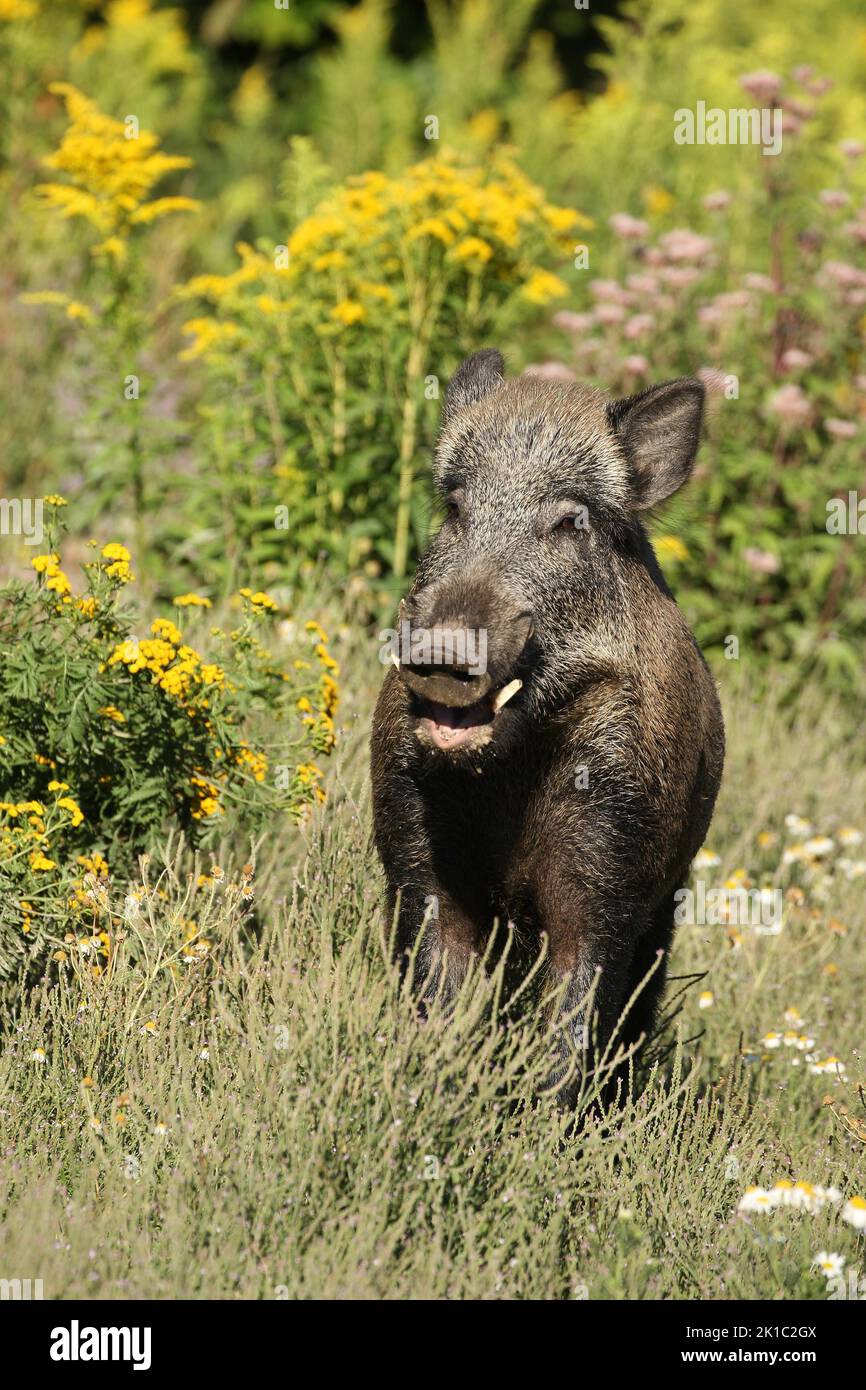 Wild boar (Sus scrofa) summer boar with open mouth in forest clearing ...