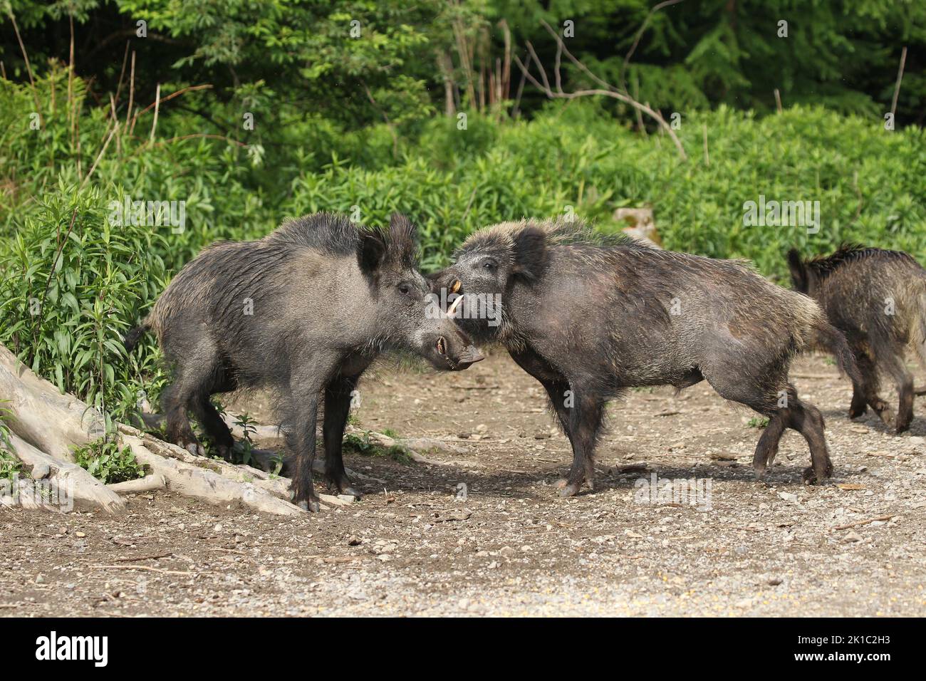 Wild boar (Sus scrofa) quarrelling summer boars in the forest clearing ...