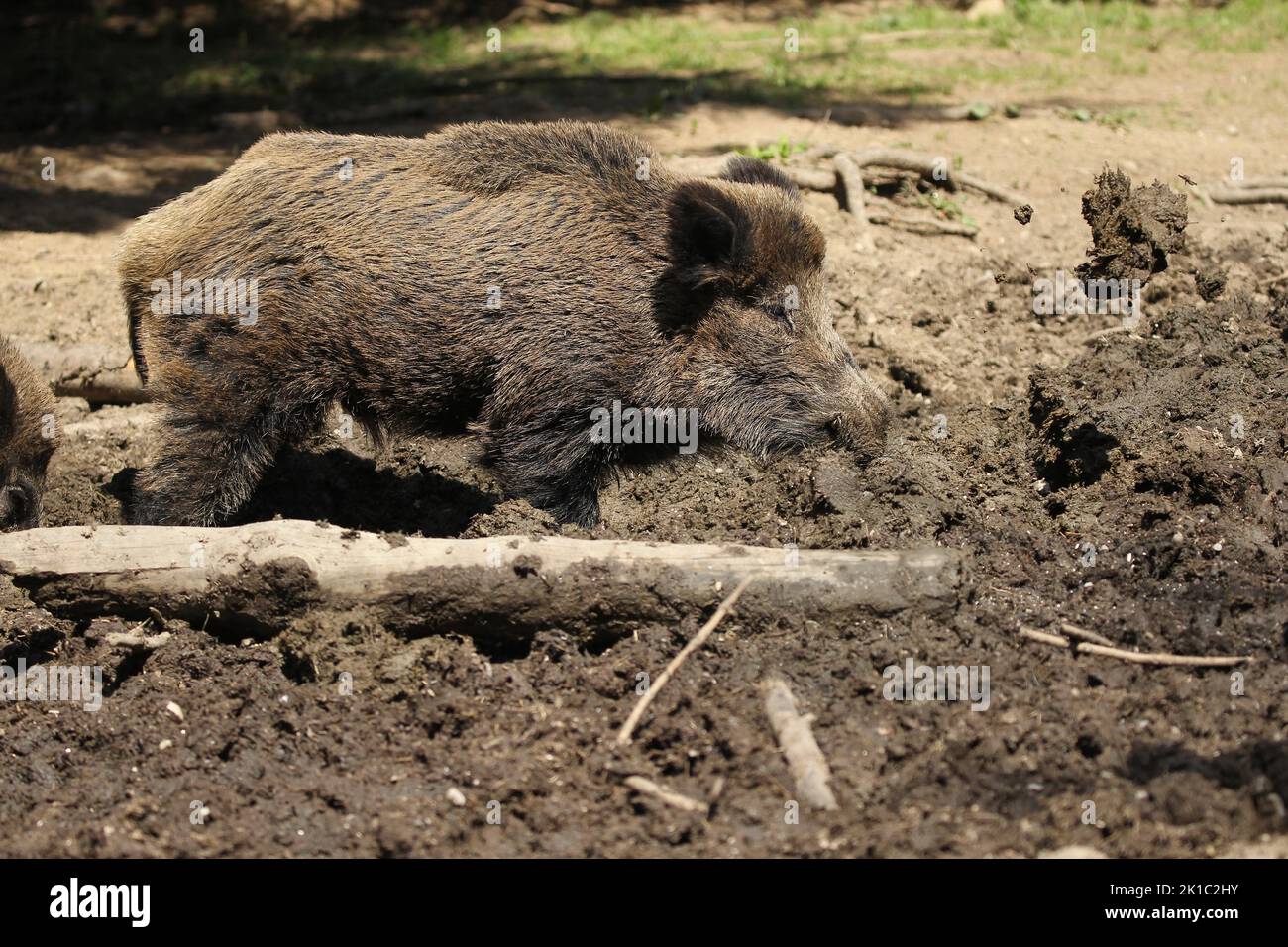 Wild boar (Sus scrofa) Boar throwing dirt from the wallow, Allgaeu ...