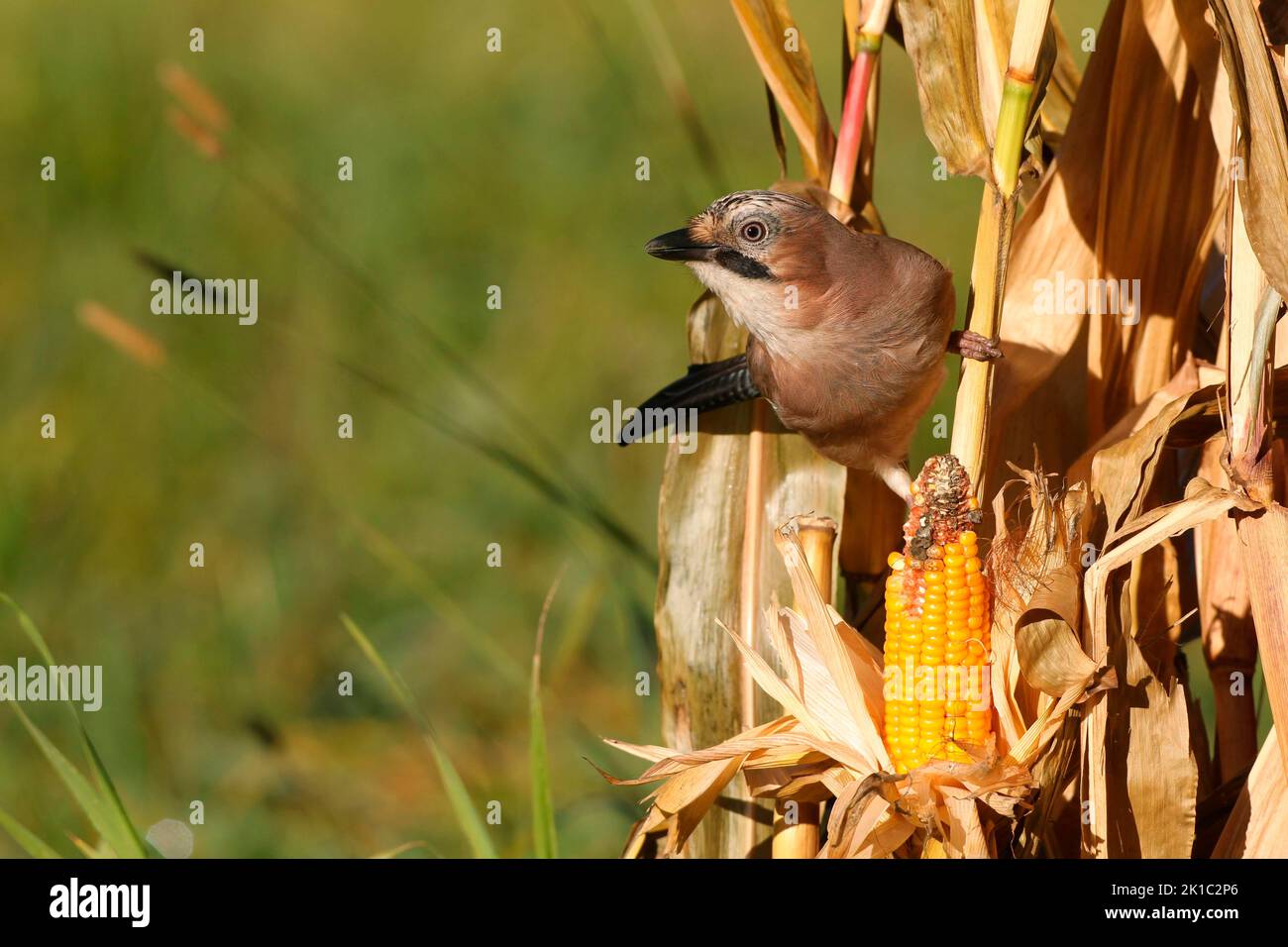 Eurasian jay (Garrulus glandarius) feeding on ripe maize corn cob ...