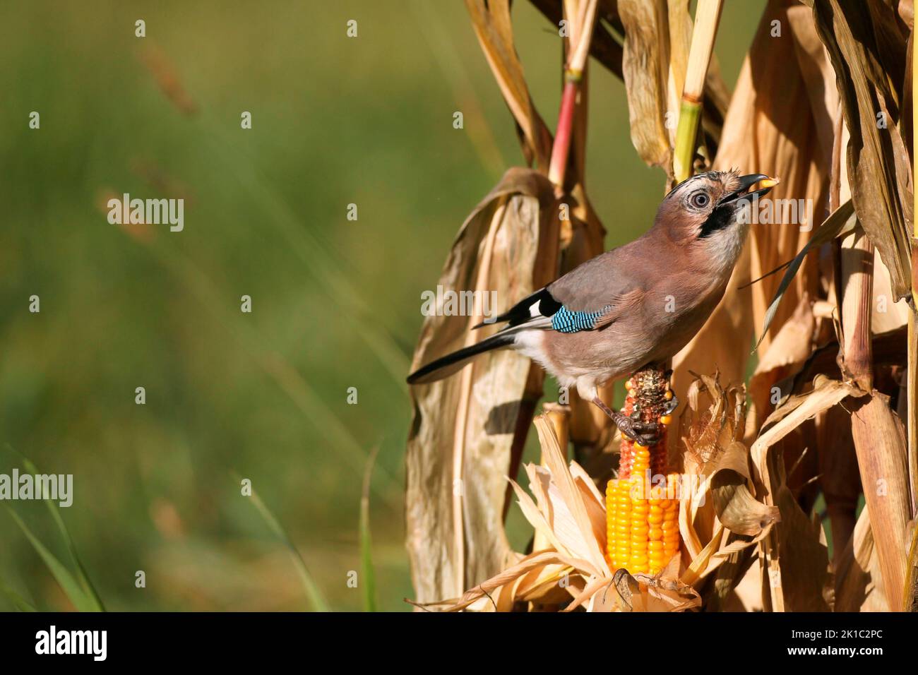 Eurasian jay (Garrulus glandarius) feeding on ripe maize corn cob ...