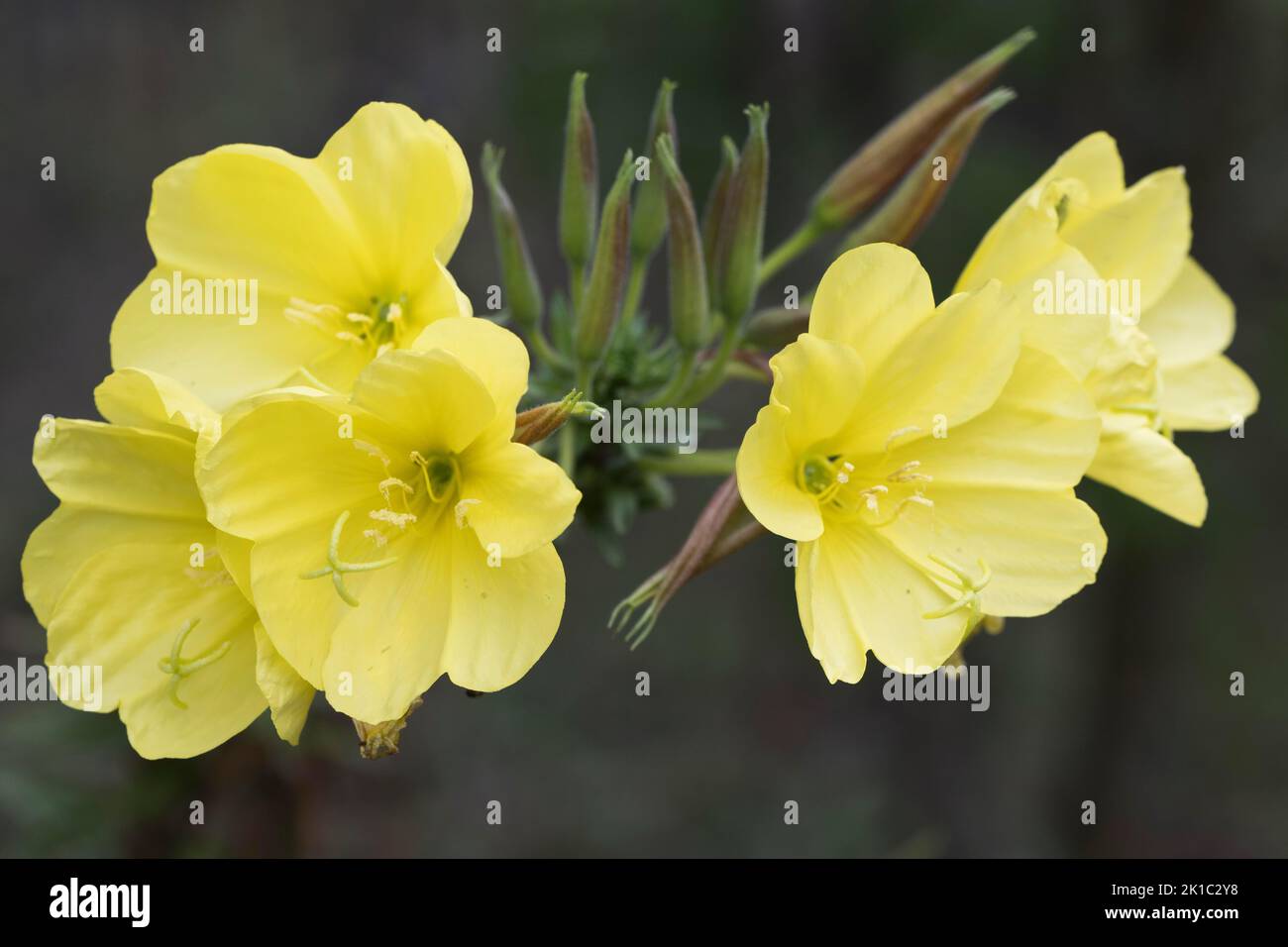 Common evening primrose (Oenothera biennis), Emsland, Lower Saxony ...