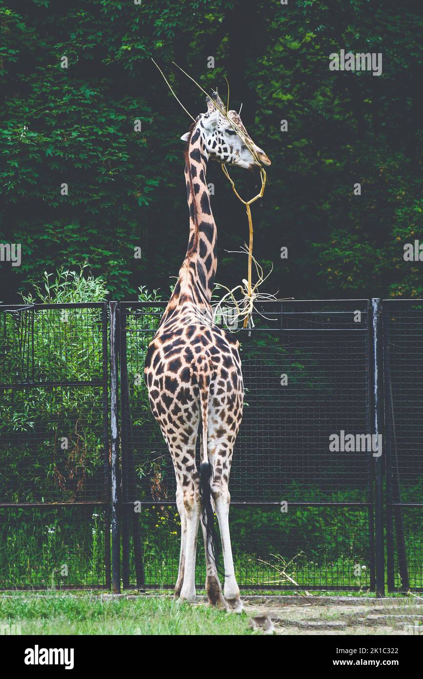 Giraffes on animal enclosure in zoo with green grass pasture Stock ...