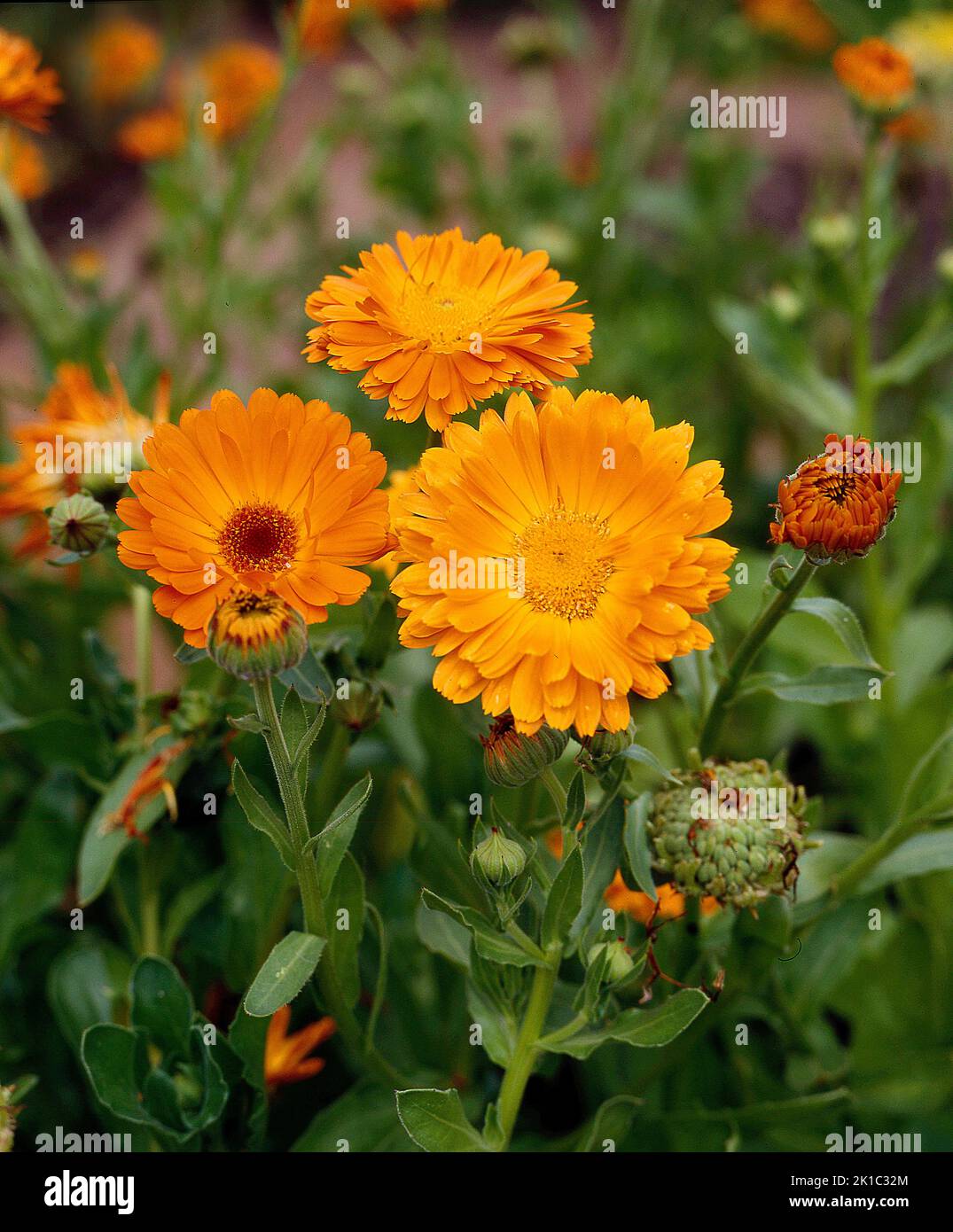 Pot Marigold (Calendula officinalis Stock Photo - Alamy