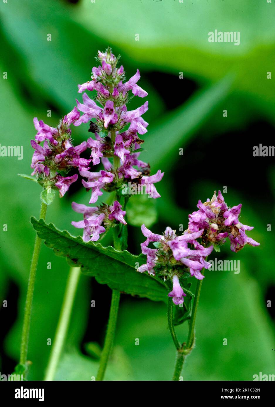 Purple betony (Stachys officinalis Stock Photo - Alamy