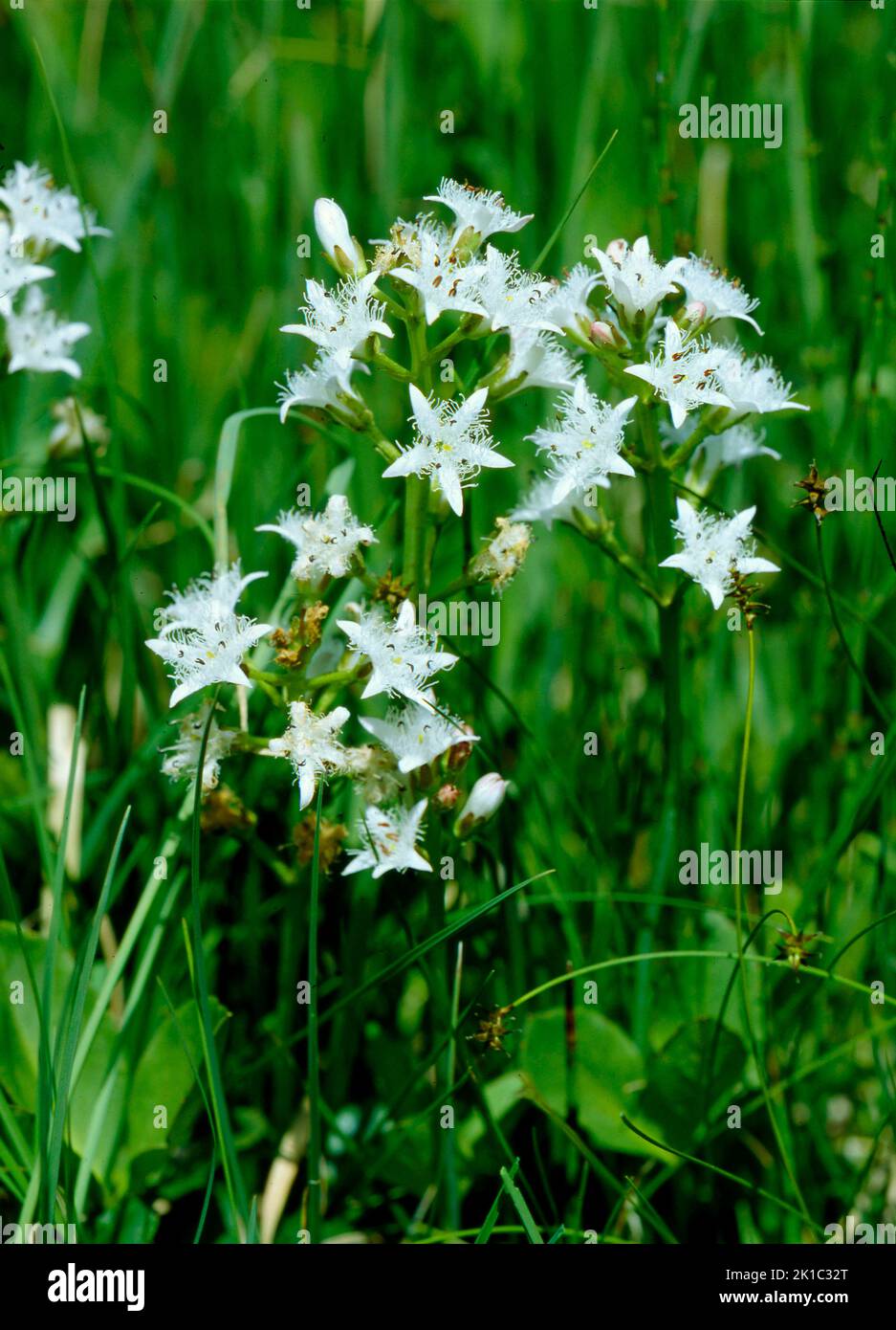 Bog bean (Menyanthes trifoliata Stock Photo - Alamy