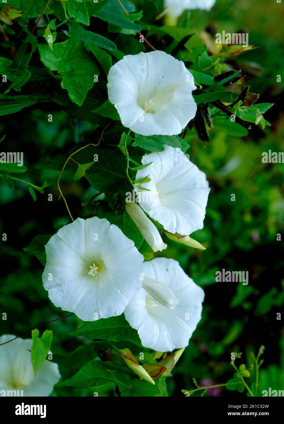 Larger bindweed (Calystegia sepium Stock Photo - Alamy