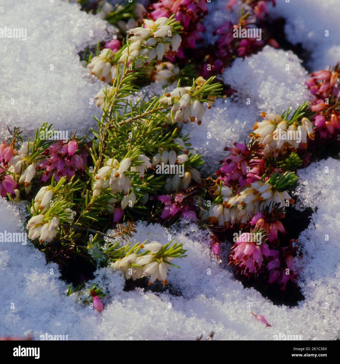 Heather Erica in the snow True cross-leaved heath (Erica tetralix Stock ...