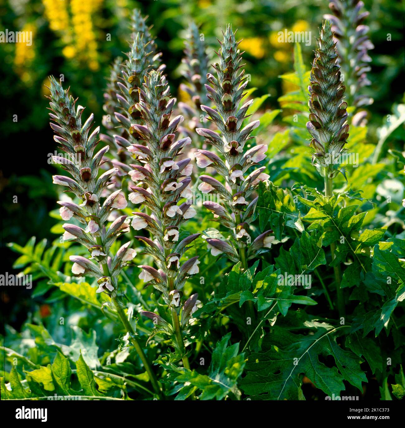 Hogweed Acanthus longifolius Stock Photo - Alamy