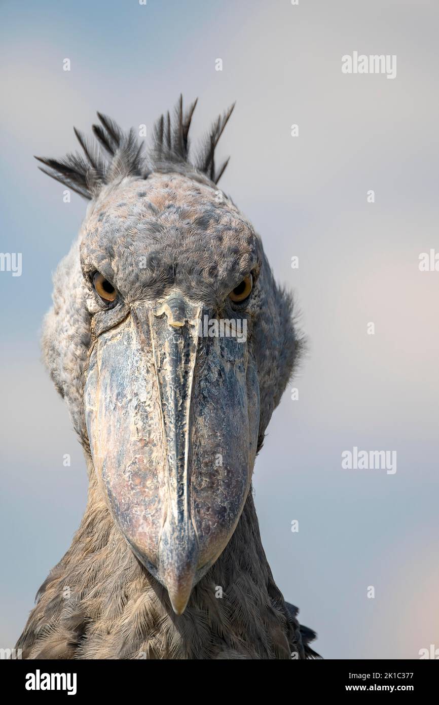Shoebill (Balaeniceps rex), also Abu Markub, animal portrait, Bangweulu ...