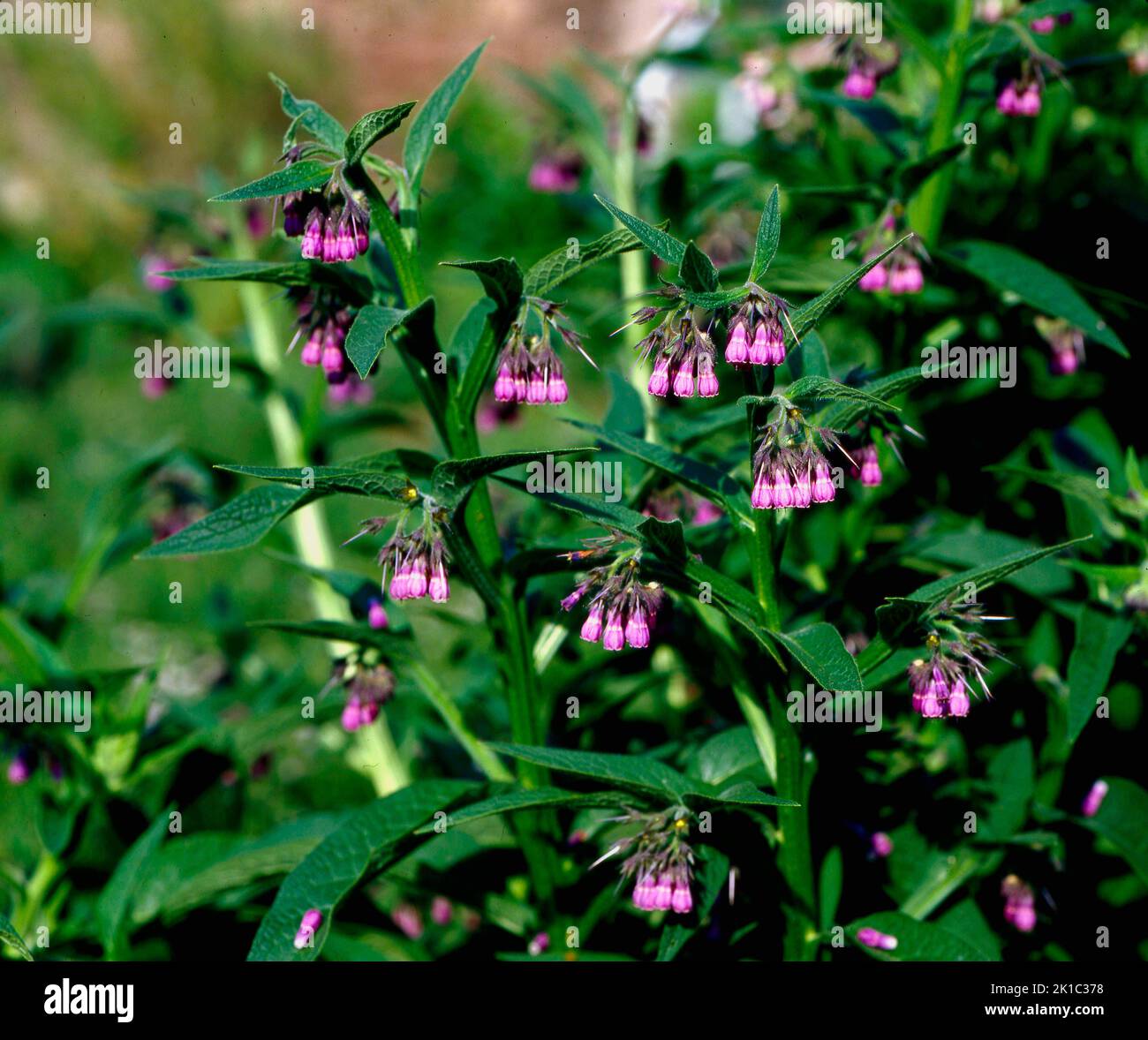 Common comfrey (Symphytum officinale), comfrey, also known as common ...