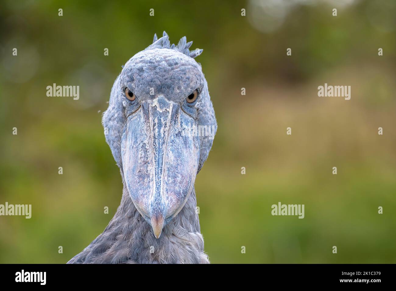 Shoebill (Balaeniceps rex), also Abu Markub, animal portrait, Bangweulu ...