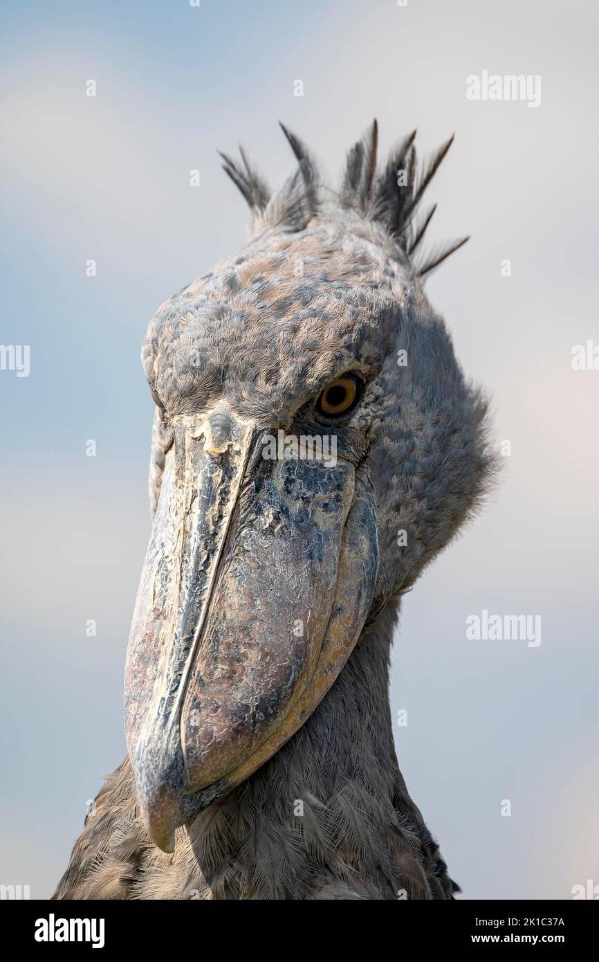 Shoebill (Balaeniceps rex), also Abu Markub, animal portrait, Bangweulu ...