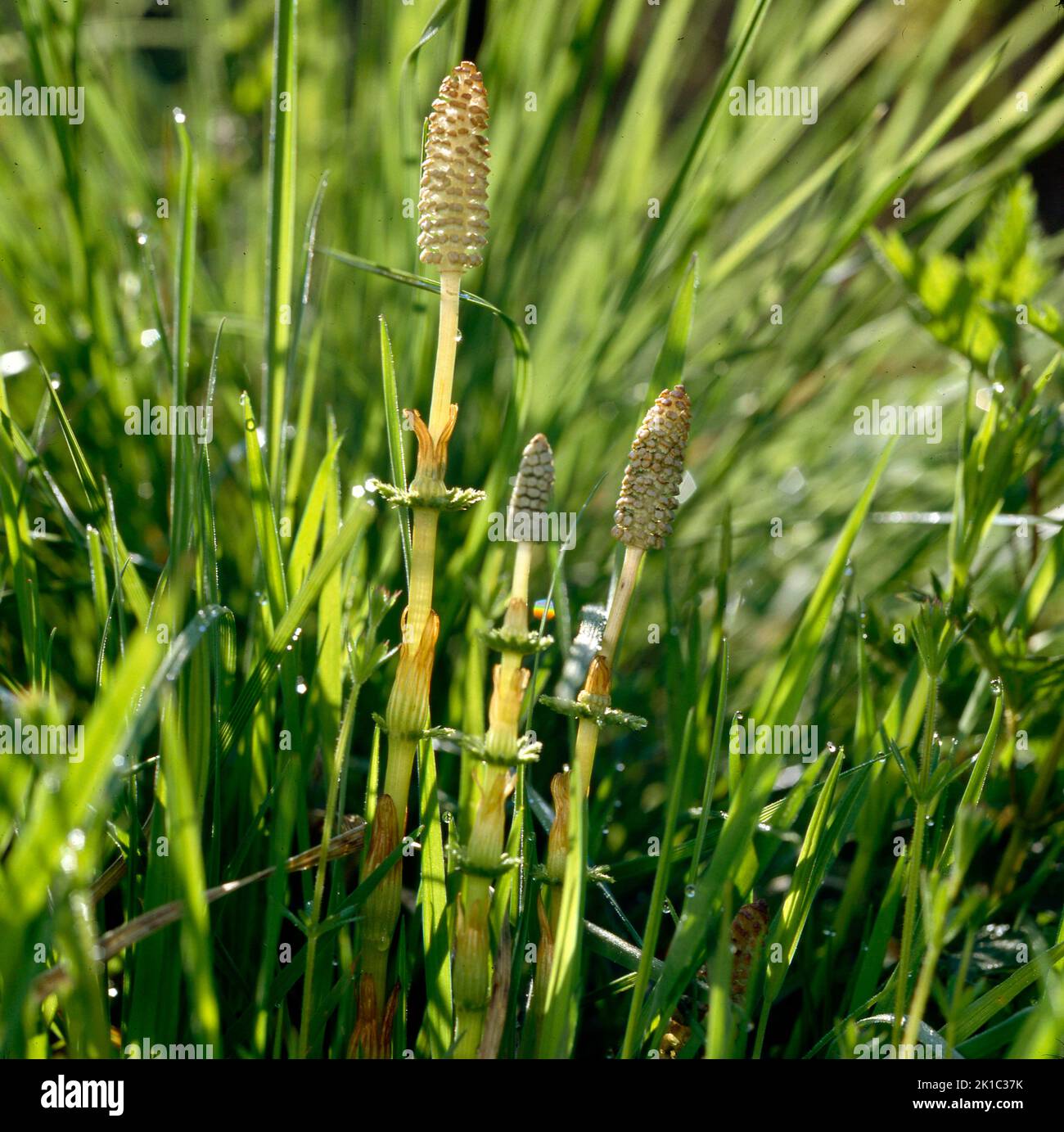 Field horsetail (Equisetum arvense Stock Photo - Alamy