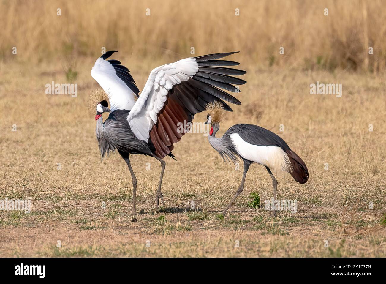 Black crowned crane (Balearica pavonina), cock and hen doing a mating ...