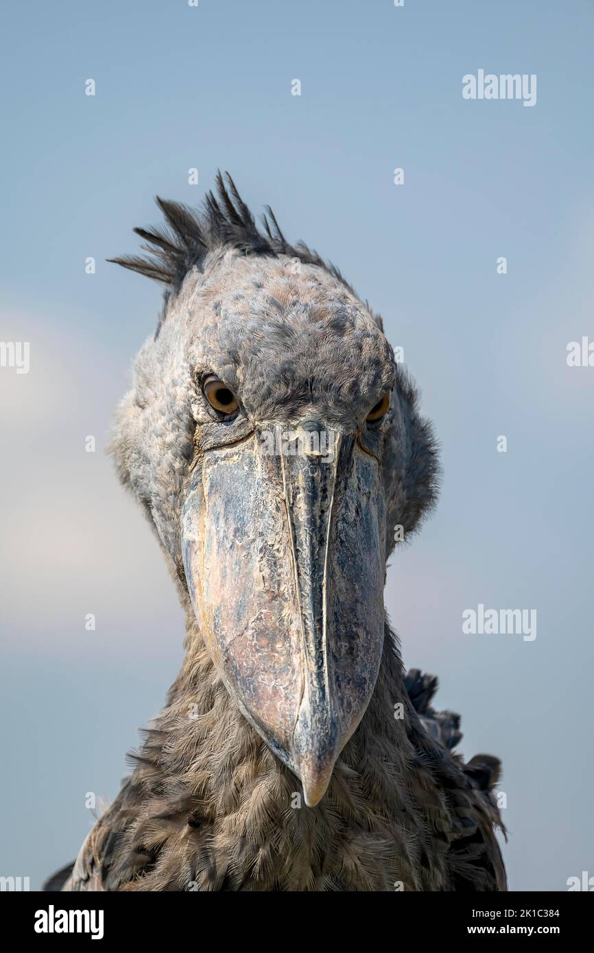 Shoebill (Balaeniceps rex), also Abu Markub, animal portrait, Bangweulu ...