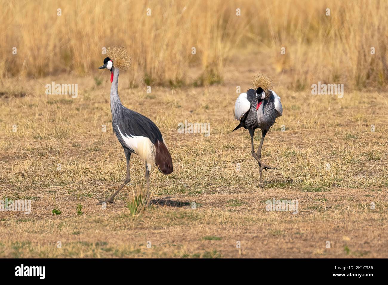 Black crowned crane (Balearica pavonina), cock and hen doing a mating ...