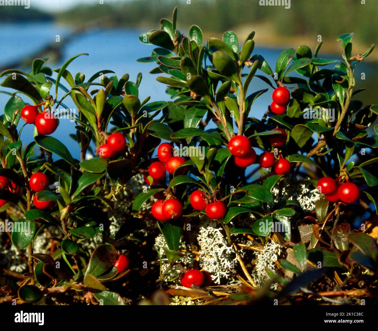Evergreen bearberry with berries Arcostaphylos uva ursi Stock Photo - Alamy