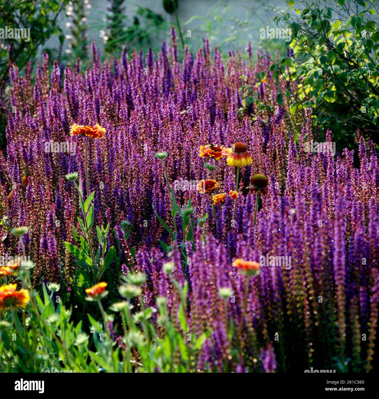 Woodland sage (Salvia nemorosa Stock Photo - Alamy